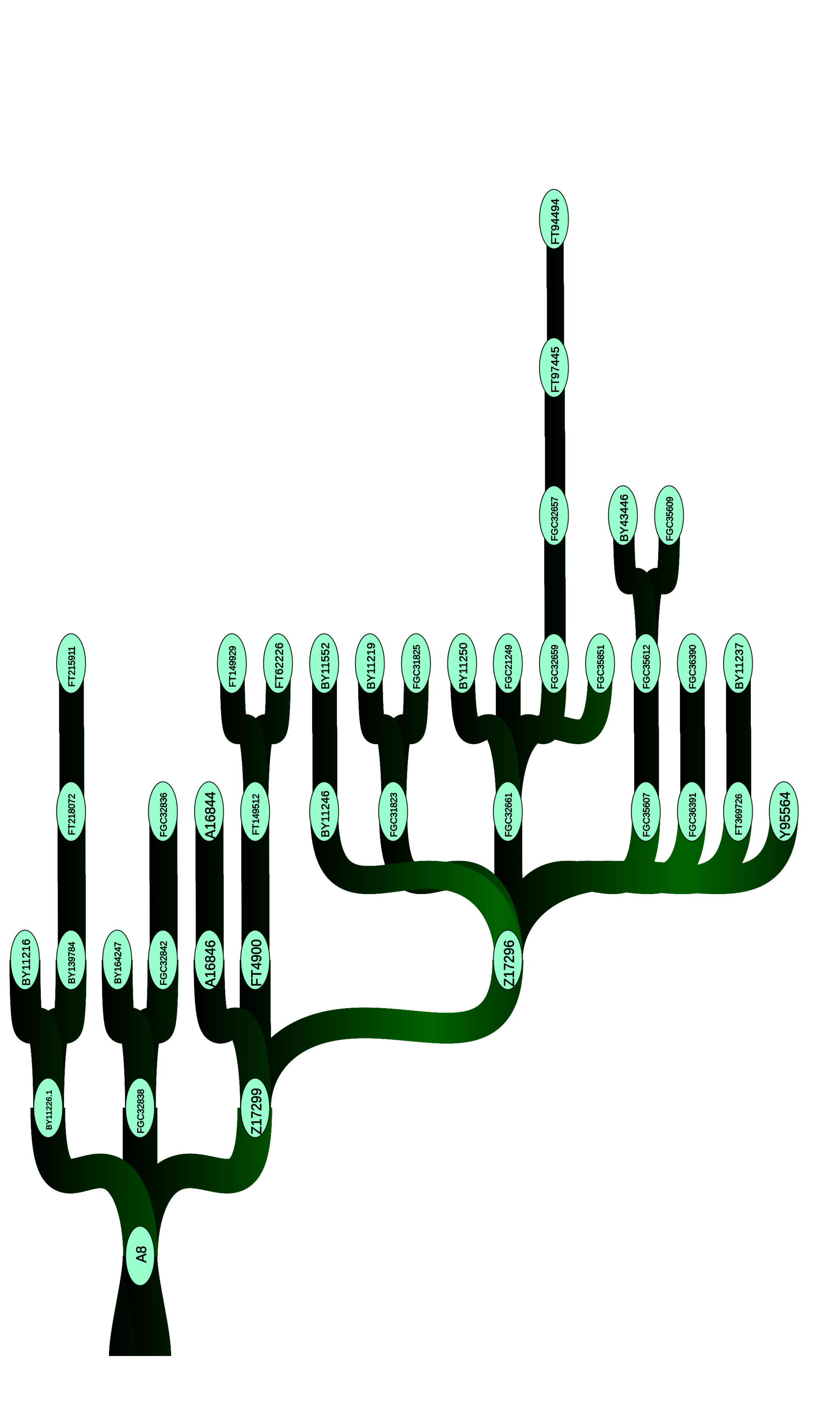 Outputs-SNPTREE – SAPP